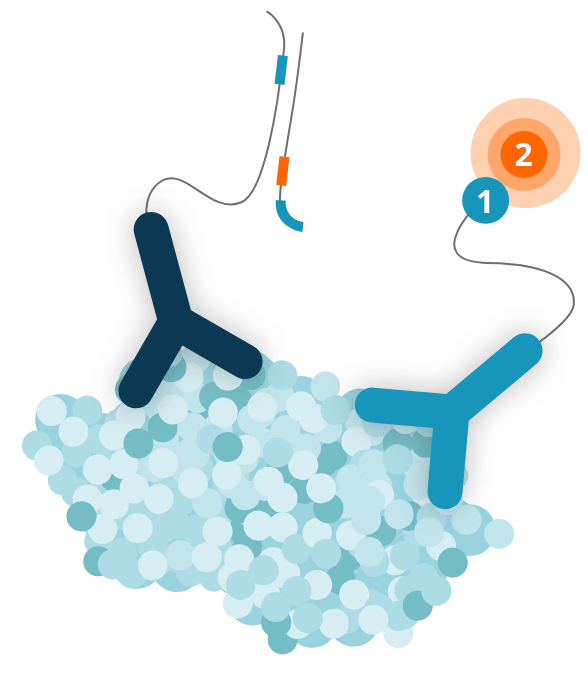 Biomarker Assays | Spear Bio | SPEAR Technology